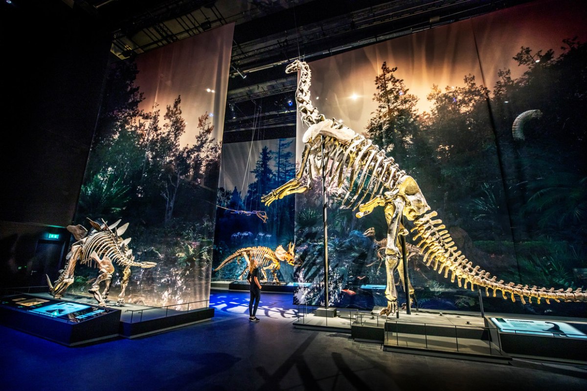 "Ondergedompeld in de natuur: het nieuwe Naturalis vermaakt, verbluft ...